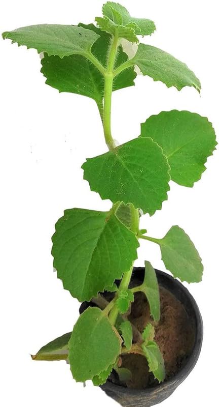 Ajwain live plant for Plant Pack of 1 : Amazon.in: Garden & Outdoors