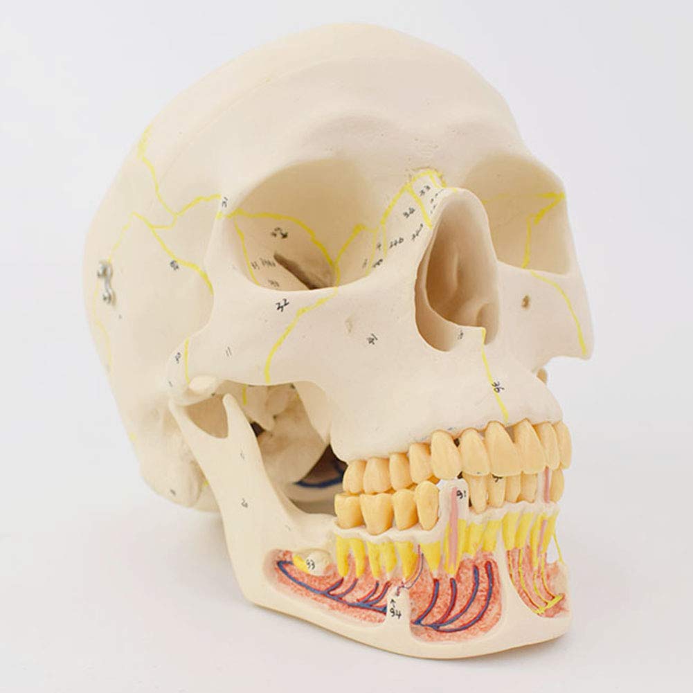 Weiur Human Skull Model Mandibular Anatomy With Teeth And Blood ...