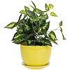 Amazon.com: MyGift 7 Inch Round Yellow Ceramic Plant Pot with Drainage ...
