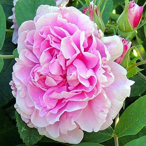 Amazon.com : Heirloom Roses Rose Plant - Thérèse Bugnet Nearly ...
