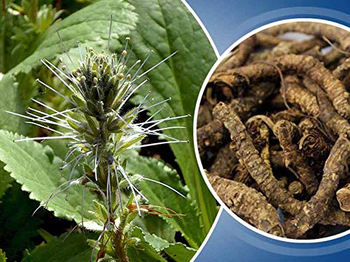 Buy Zyrex Kutki Herbs Powder-300 Gram Kutki Herbs Also Known as ...