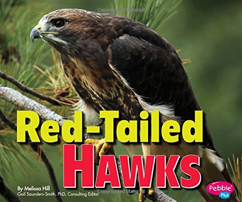 Red-Tailed Hawks (Birds of Prey): Hill, Melissa: 9781491423110: Amazon ...