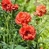 ・ブランド:ＩＴＡＮＳＥ・ブレイジングサンセットは、赤花の八重咲き品種。 花茎が4～5cmほどあり、まるでミニチュアローズのようです。 咲き始めは黄色からオレンジ色で咲き進むにつれ赤くなっていきます。 花つきもよく、枝先にぽんぽん咲いていく...