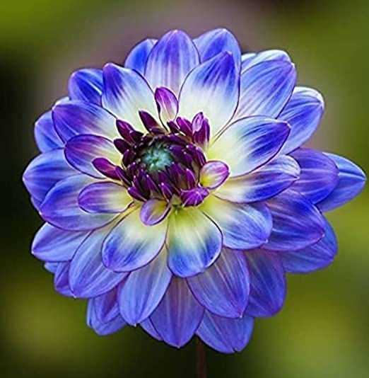 Healthy Vibe Chrysanthemums/Guldavari Plant Chrysanthemum Live Plant ...