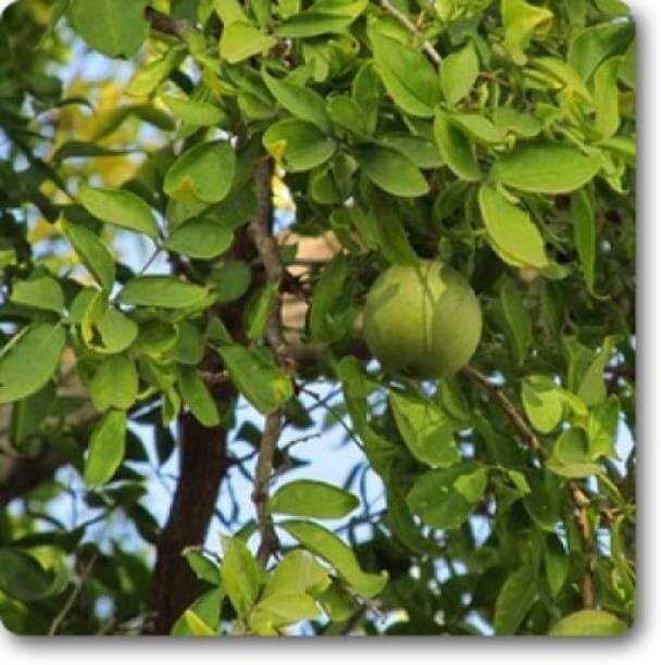 Punarva Bel Plant Bel Plant-12 : Amazon.in: Garden & Outdoors