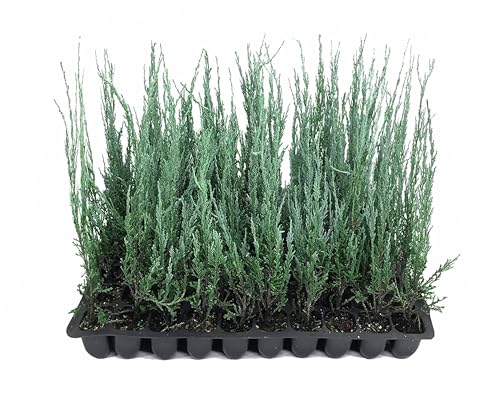 10 Best Narrow Juniper Trees to Transform Your Garden in 2025 ...