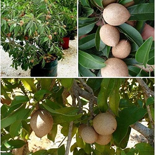 Linaa hikoo (Chiku) Or Sapota Hybrid Grafted Variety Tree Live Plant ...