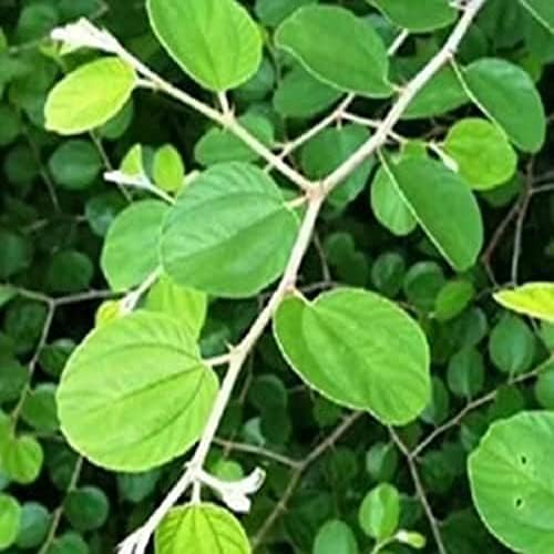 KD_BER_LEAVES, Leaves Green Fresh Natural Plum Leaf 100 count : Amazon ...