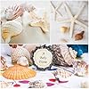 Fangoo 680g Sea Shells Mixed Beach Seashells 9 Kinds of 3-9 CM Natural ...