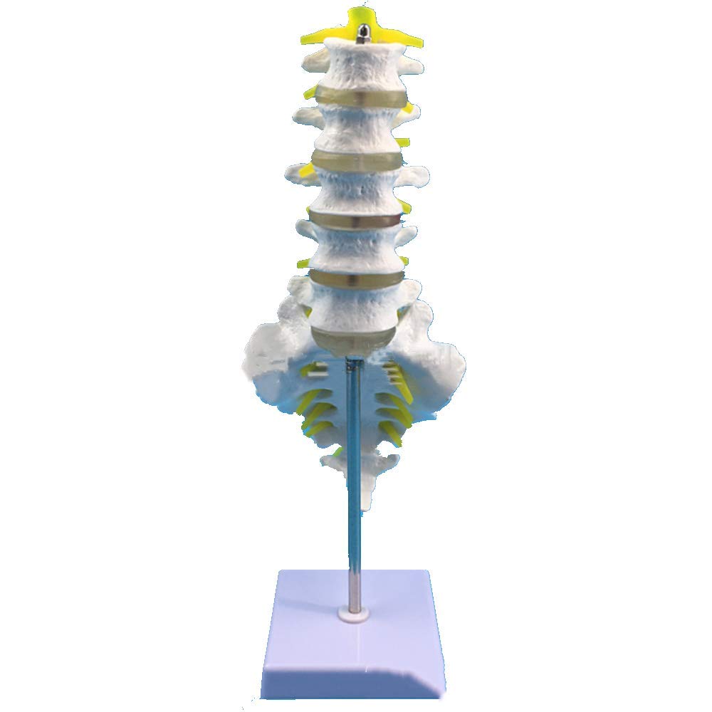 Buy Skeletal Model, Five-Segment Lumbar Vertebrae Vertebral Nerve Model ...