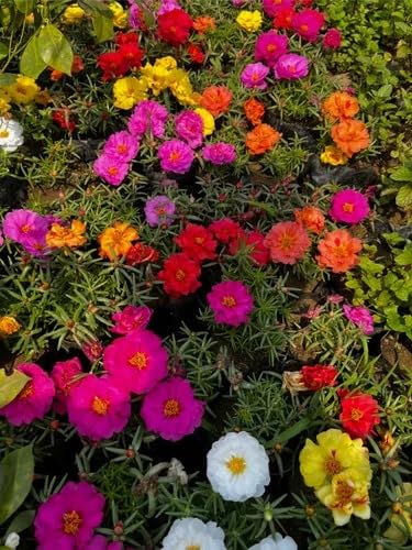 Purslane Mixed Colours Portulaca Oleracea Multi Petal Moss Rose Timeful ...