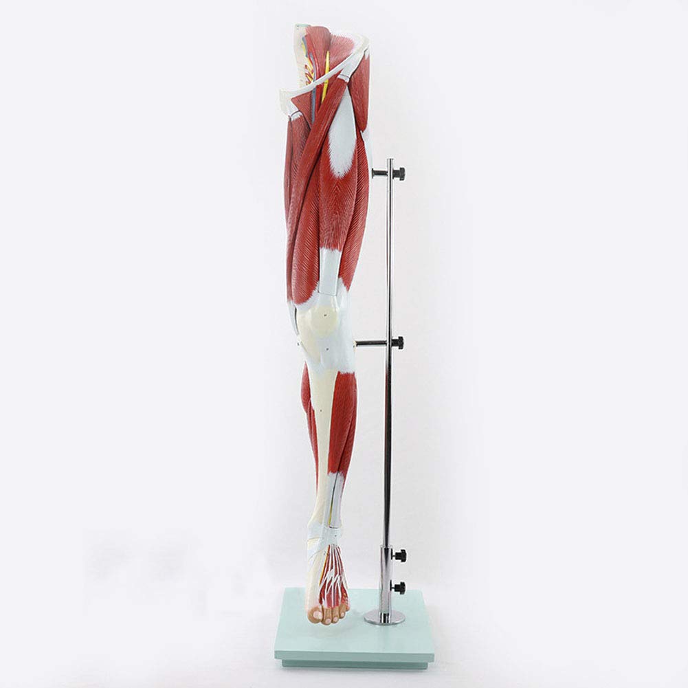 Buy Human Lower Extremity Muscle Anatomy Model, 13 Parts, Shows The ...