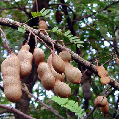 Rameshvar Enterprises | Imli |Tamarind Dwarf Sweet Tamarindus Indica 1 ...