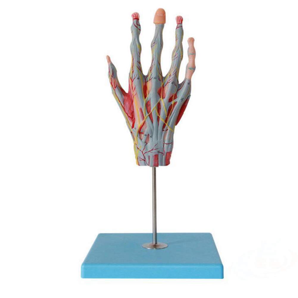 Buy JL 5 Part Internal Hand Structure Model with Ligaments,Muscles ...