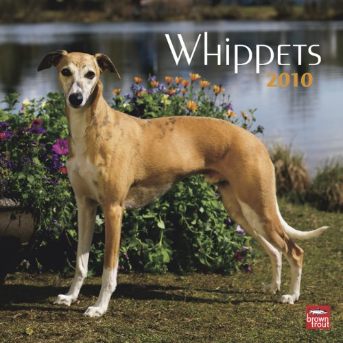 Whippets 2010 Wall: unknown author: 9781421652207: Amazon.com: Books