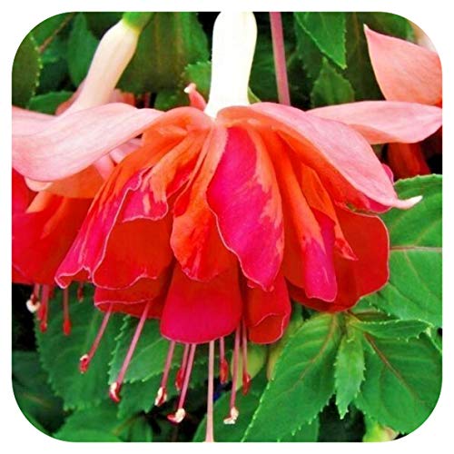 Fuchsia Giant Flowering 'Bicentennial' x 5 Large Plug Plants Cutting ...
