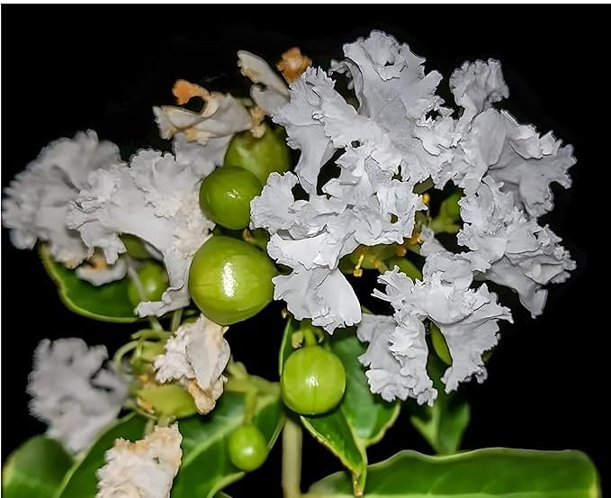 ANMOL GARDEN Furush White Colour Live Plant "Lagerstroemia indica ...