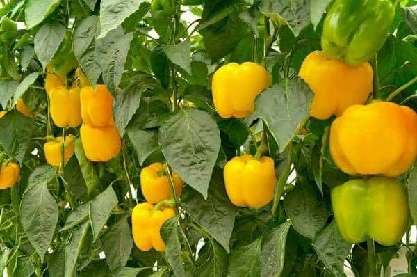 Yellow Colour Capsicum Live Plant/Bell Pepper Plant/Shimla Mirch ...