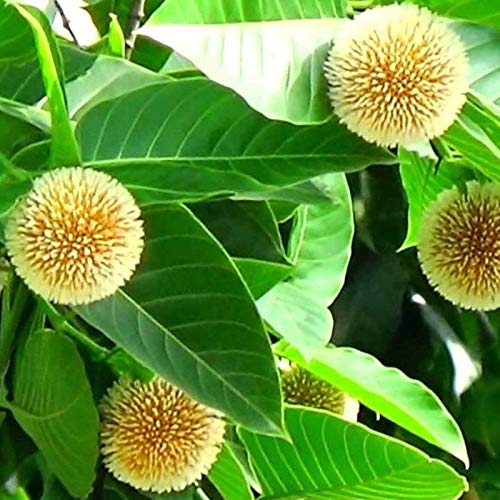 NurseryNature Kadamba Plant : Amazon.in: Garden & Outdoors