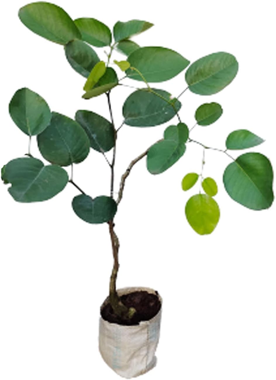 Red sandal tree live plant (1 healthy live plant) : Amazon.in: Garden ...