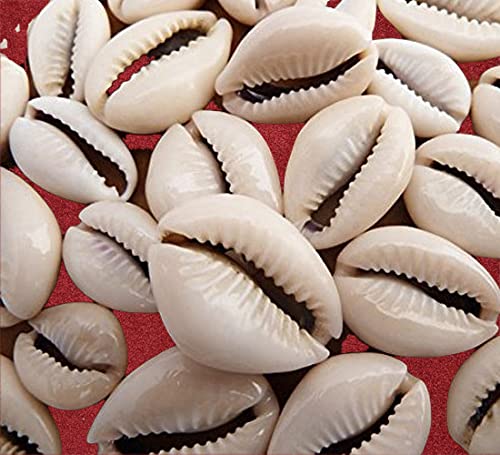 Darshan Sandhya Big Size White Kawdi, Kawri, Kaudi, Kowdi, Cowri, Koudi ...