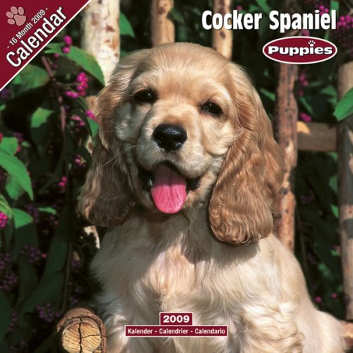 2009 Cocker Spaniel Puppies Wall Calendar: Avonside Publishing ...