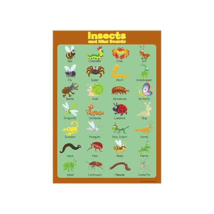 Buy Learn Insects Wall Chart Educational Toddlers Kids Childs Poster ...