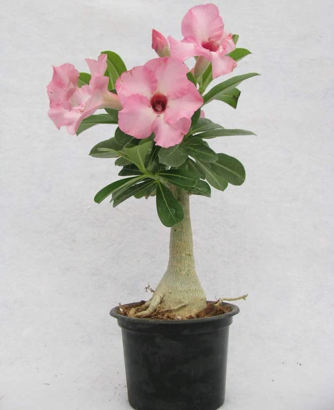 GREEN LINE Flower Live Plant Adenium Baby Pink Container Garden ...