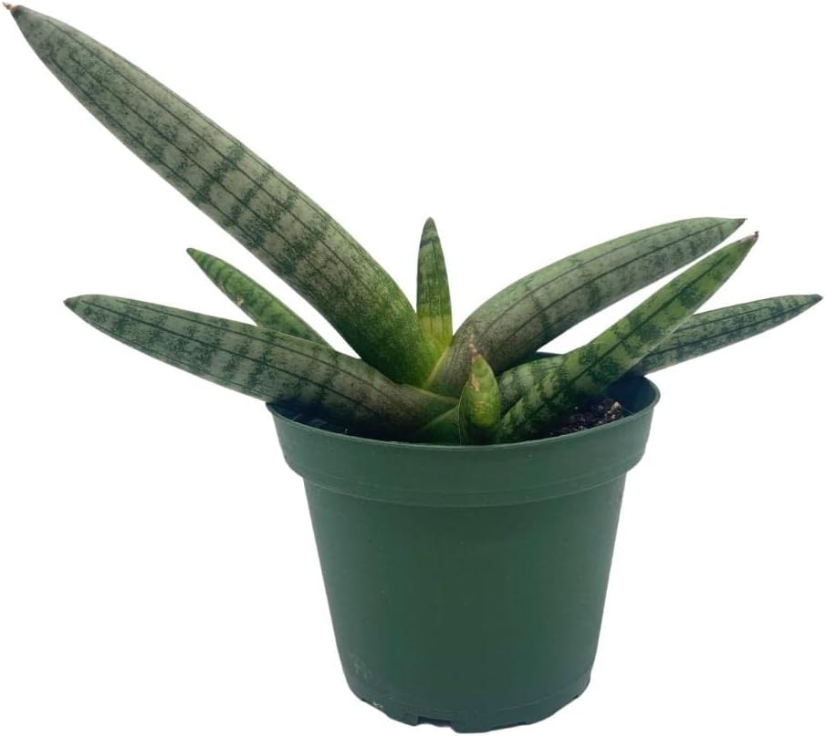 Amazon.com : Live Snake Plant, Sansevieria in 4-inch Pot : Patio, Lawn ...