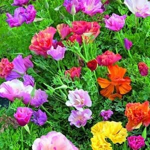 Amazon.com : Poppy California Mission Bells Nice Garden Flower by Seed ...
