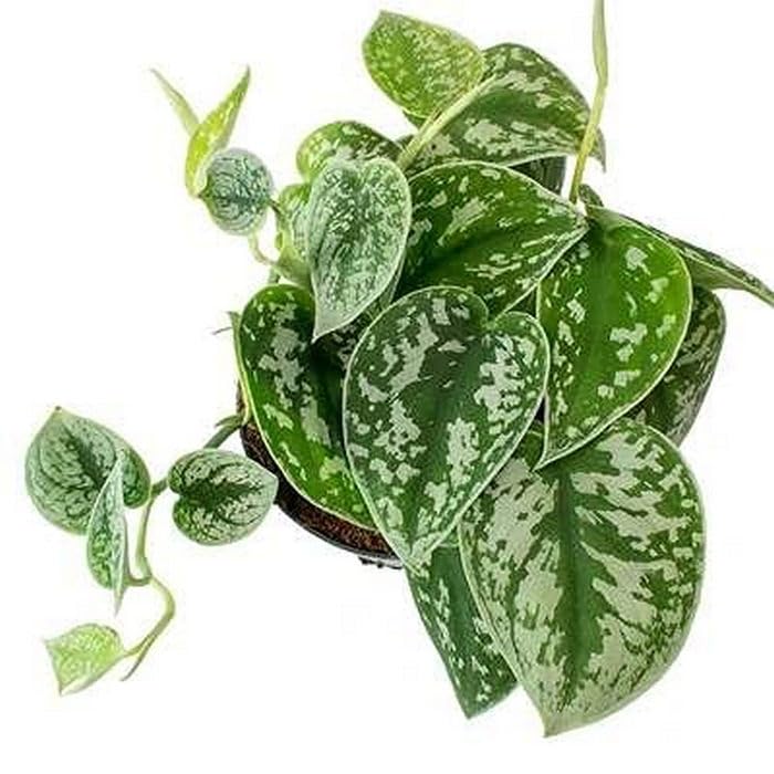 GREEN PARADISE Exoticrareplants Satin Pothos Philodendron Plant (Silver ...