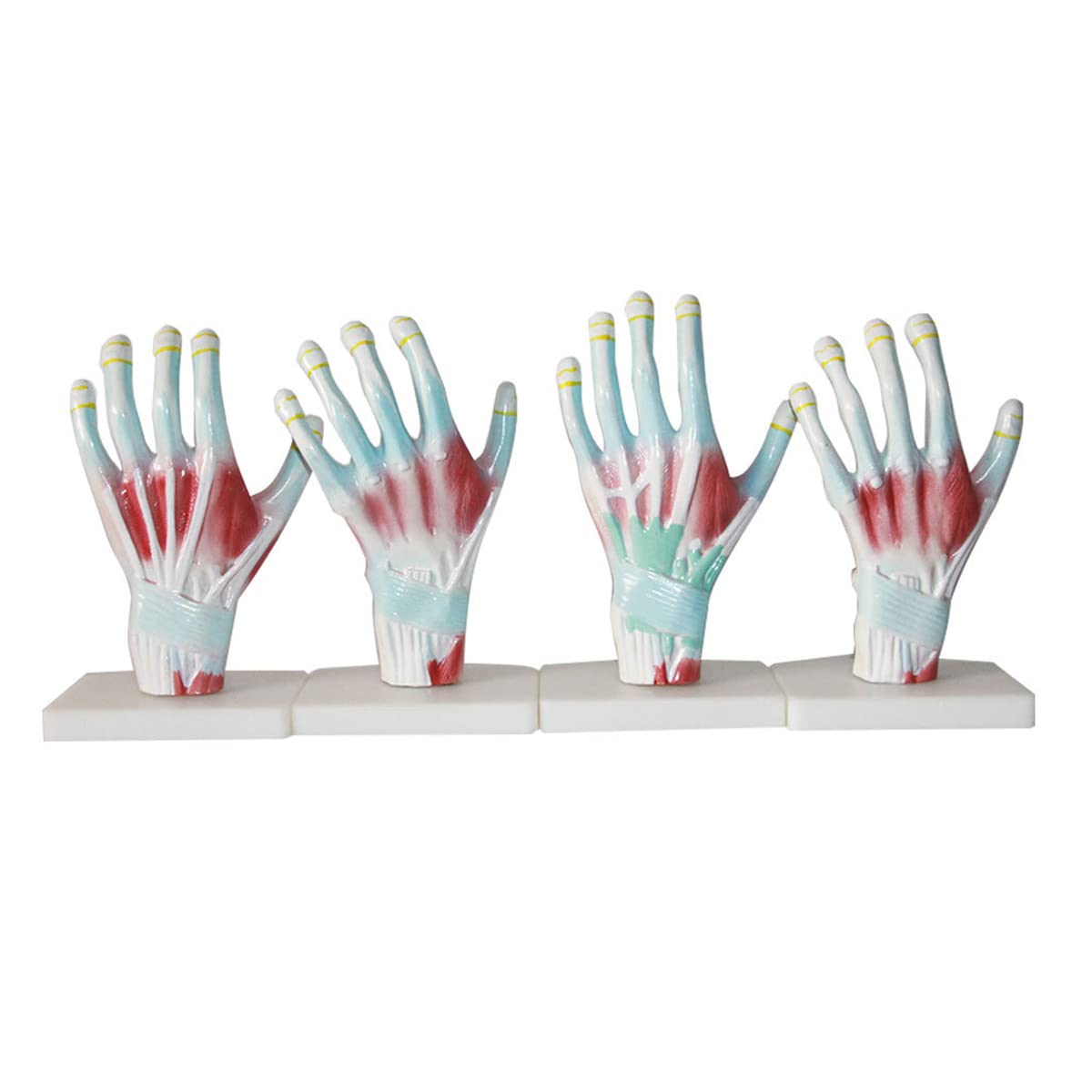 Human Hand Anatomy Model With Muscles Hand Model Joint Model ...