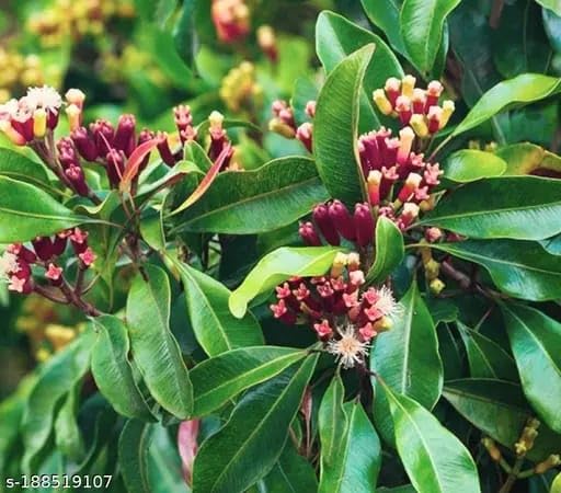 SANJU Exotic Spice Fruit Plant Hybrid Clove Live Plant, Lobongo Plant ...