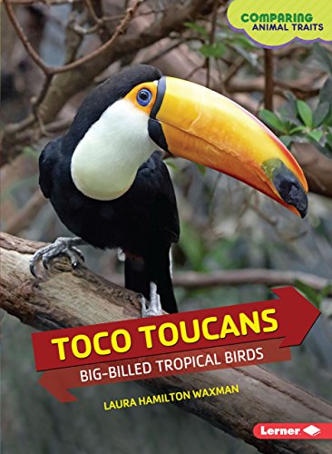 Toucan Books for Children | Rainforest Unit Study