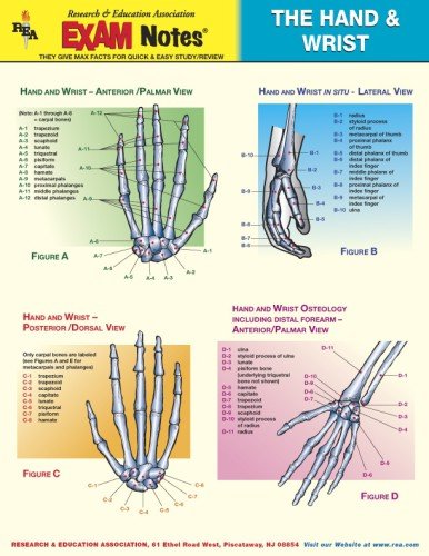 Hand & Wrist Anatomy Exam Notes;Exam Notes Reference Charts : Research ...