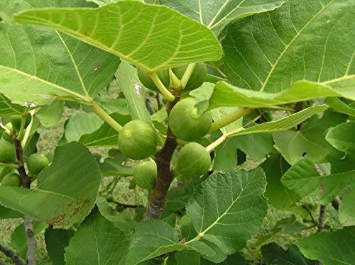 Kraft Seeds Climber Live Plant Gular/cluster Fig/ficus Racemosa for ...