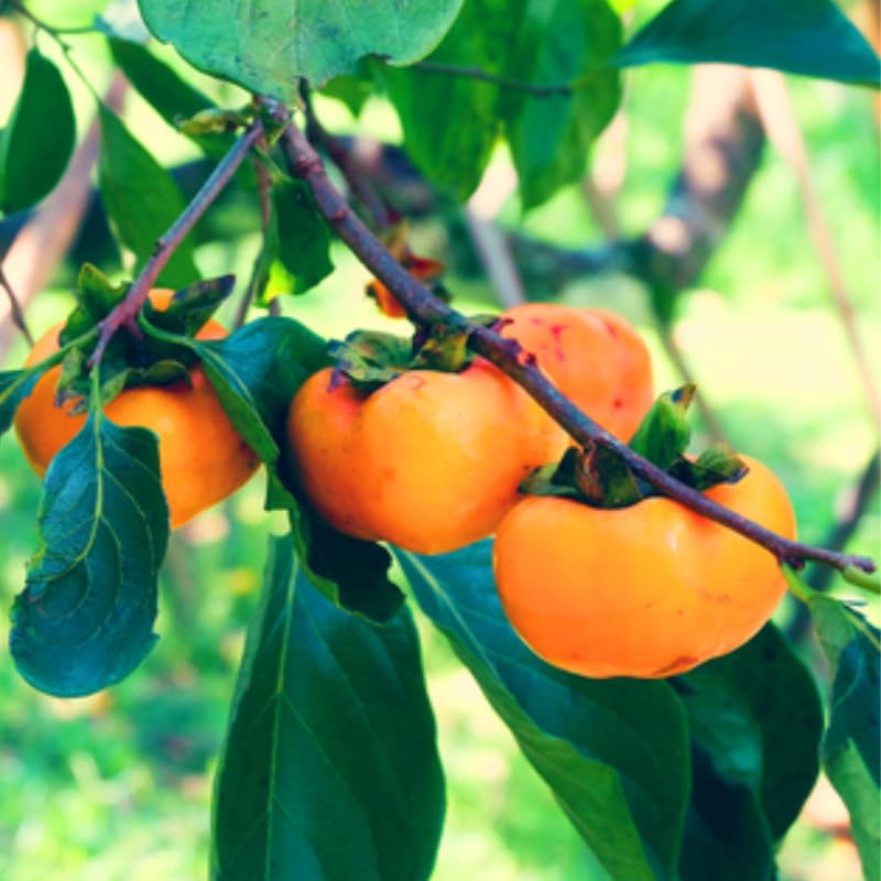 Drafting From Roots Persimmon Trees Persimmon Tree Stock