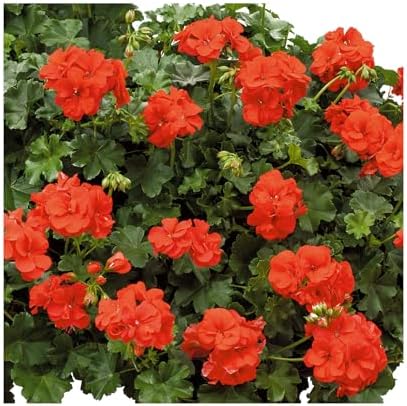 Geranium Trailing Polly - 6 Starter Plants -Geraniums .Fantastic for ...
