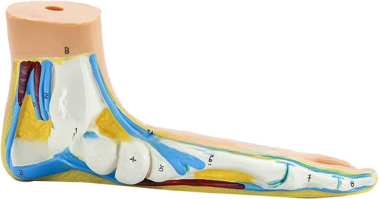 Foot Anatomy Model