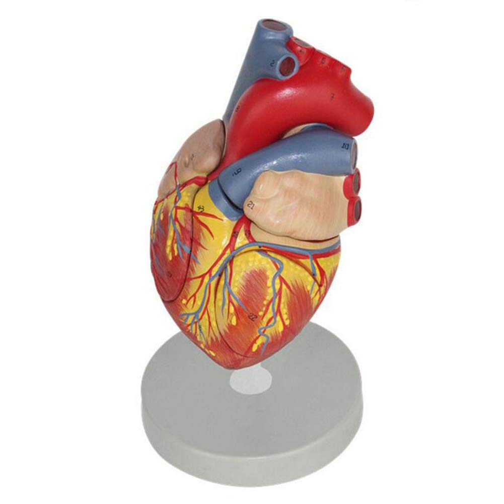 Buy JL Anatomical Heart Model 4 Part Heart Models Anatomy 2X Life Size ...
