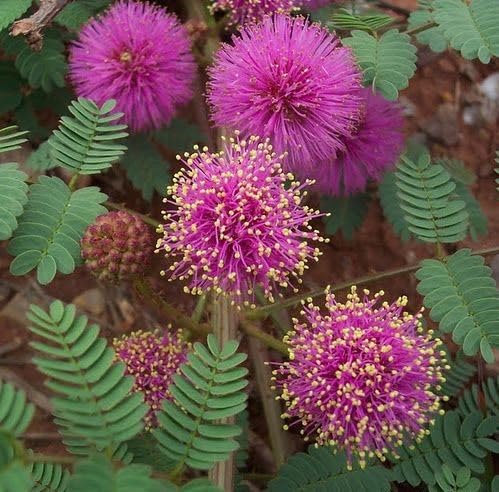 Live Shami Plant (Prosopis cineraria), Khejri Flower Tree (Plant), Jand ...