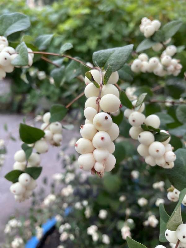 Ritz Farming® Whiteberry fruit seeds | Whiteberry fruit seeds For Your ...