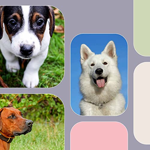 Deluxe Background For Fun Dog Activities By Fashionable Doggy Music On deluxe-background-for-fun-dog-activities-by-fashionable-doggy-music-on