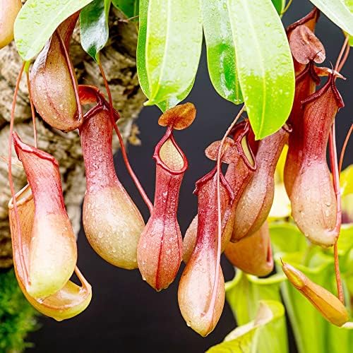 Amazon.com : Nepenthes Seeds Tropical Pitcher Plants Carnivorous Plants ...
