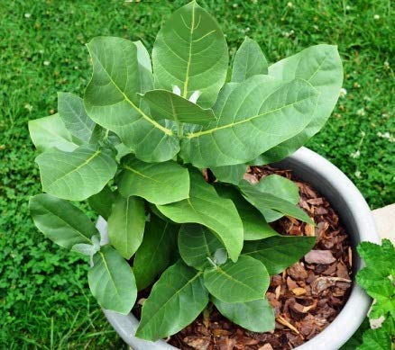 Royal Gardens Safed Aak Live Plant, Calotropis Gigantea, White Madar ...