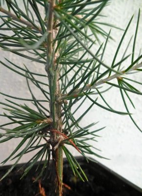 Cedro del Libano | Come coltivarlo e propagarlo - Giardinaggio, fiori ...