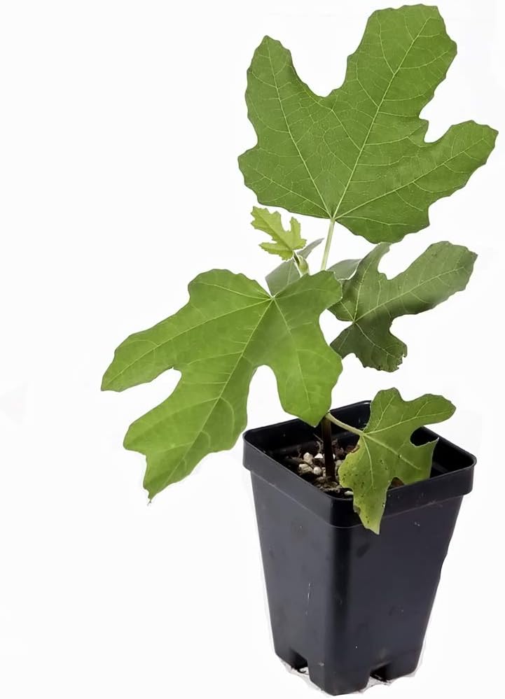 Amazon.com : Texas Everbearing Fig - Ficus Carica AKA Brown Turkey Fig ...
