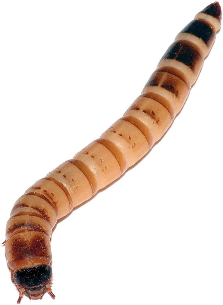 Livefood UK Live Morio Worms MEGA TUB 80g : Amazon.co.uk: Pet Supplies