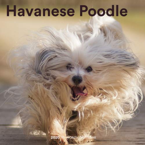 Havanese Poodle Calendar 2020: 16-Month Calendar (High Quality Photos ...