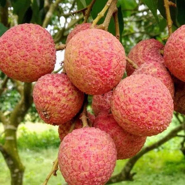 THE GREEN VIEW GARDENS Rare Plant Seedless Litchi Plant,Lychee Lichu ...